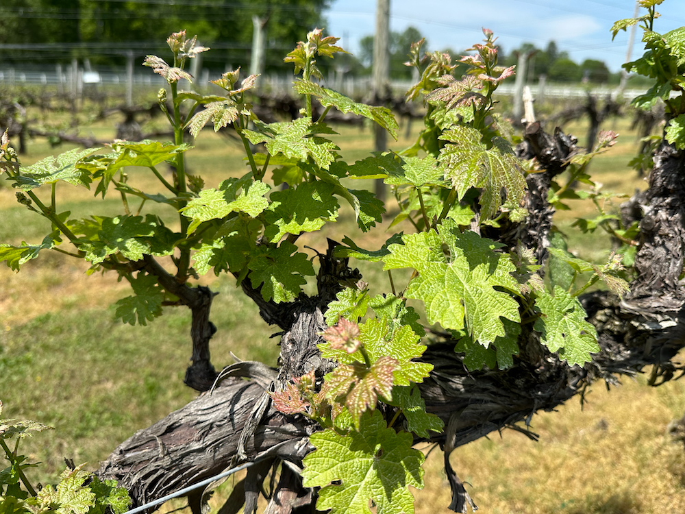 Vine Growth – Virginia Wine Time